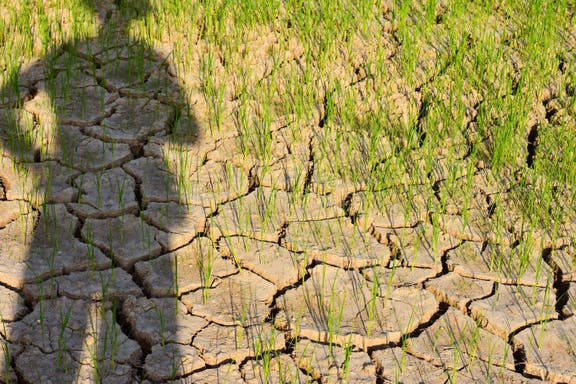 The Withered Rice in the Fields are Dry, the Land is Broken. and the ...