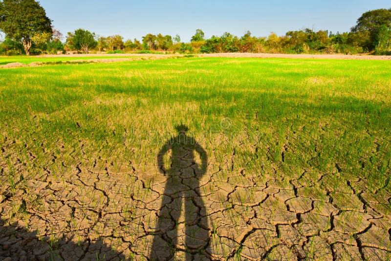 The Withered Rice in the Fields are Dry, the Land is Broken. and the ...