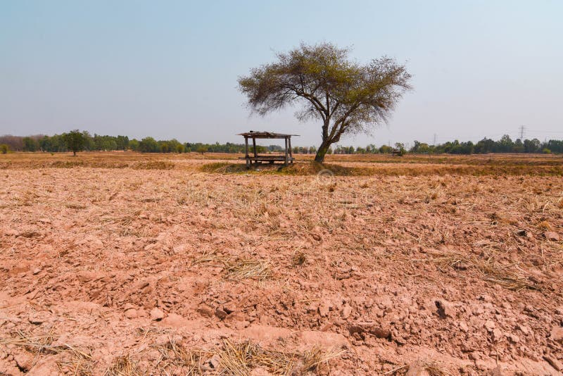 The Withered Rice in the Fields are Dry, the Land is Broken. Stock ...