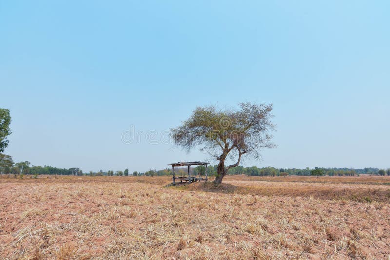 The Withered Rice in the Fields are Dry, the Land is Broken. Stock ...