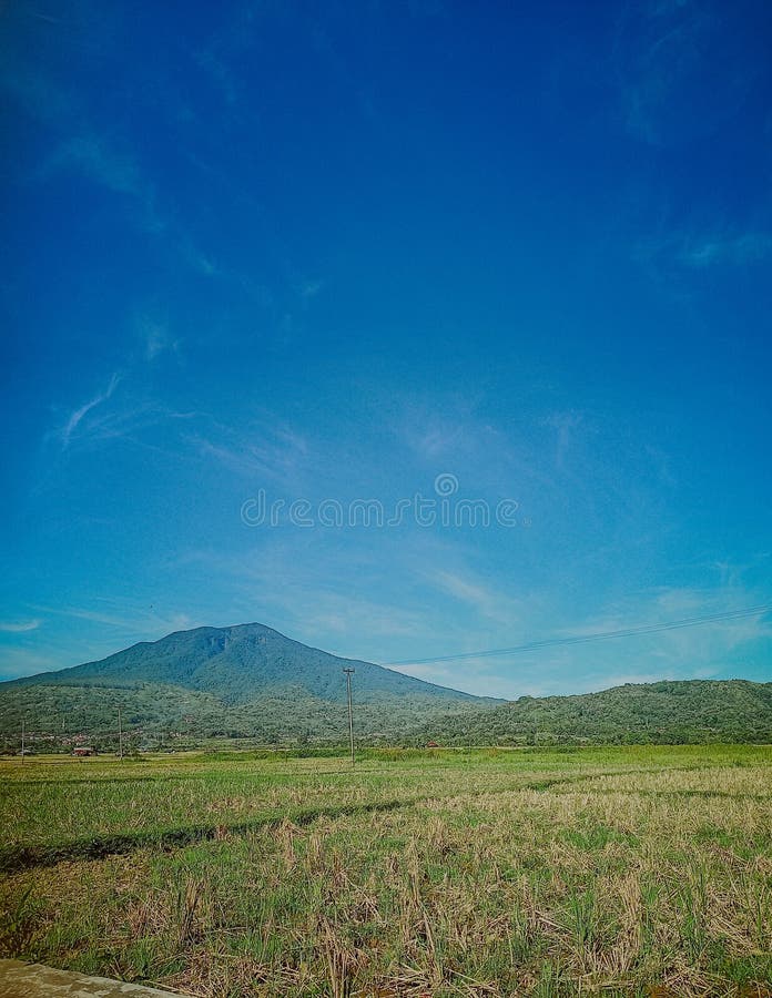 Withered Rice Fields and Majestic Mountains Stock Photo - Image of ...