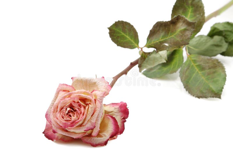 Withered rose stock photo. Image of color, background - 29262448