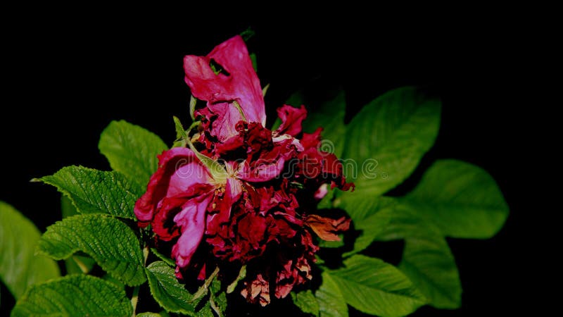 Withered Rose with Black Background Stock Photo - Image of blooms ...