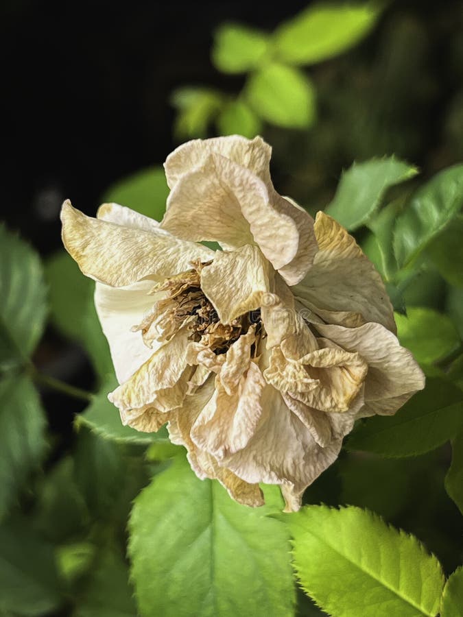 Withered Rose with Brown Petal and Pollen Stock Photo - Image of floral ...