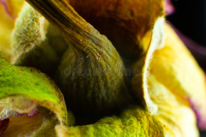 Withered Rose. Dry Flowers stock image. Image of flower - 371848447