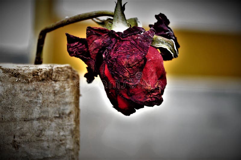 Dying Rose stock photo. Image of depressed, apart, dark - 32800166
