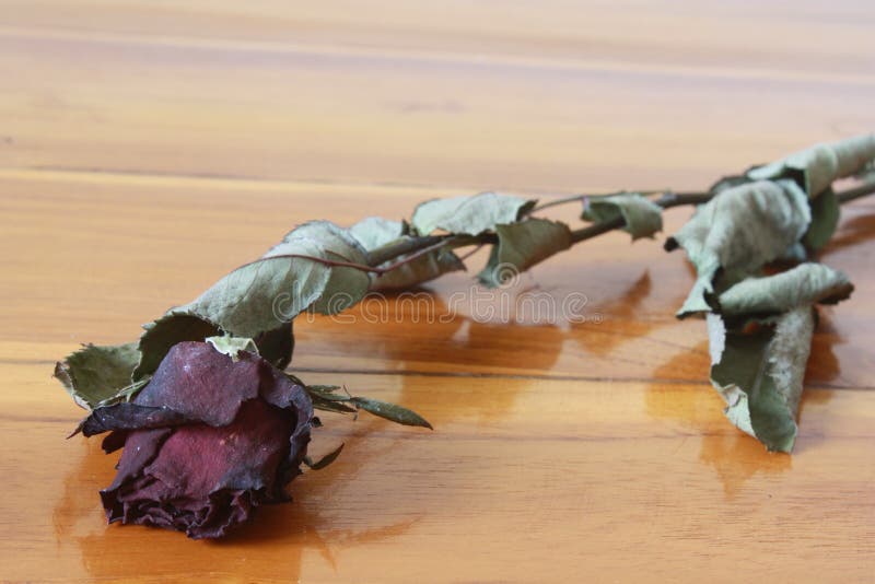 Withered rose flower stock image. Image of table, withered - 50039429