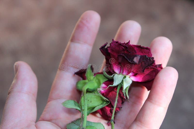 1,137 Withered Hand Stock Photos - Free & Royalty-Free Stock Photos ...