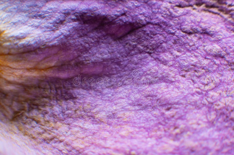 Withered Rose Petal Macro Close-up, Abstract Background Stock Photo ...