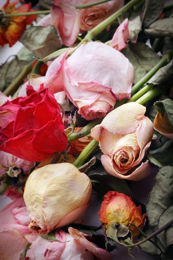 Withered roses stock image. Image of dead, delicate, death - 12760269