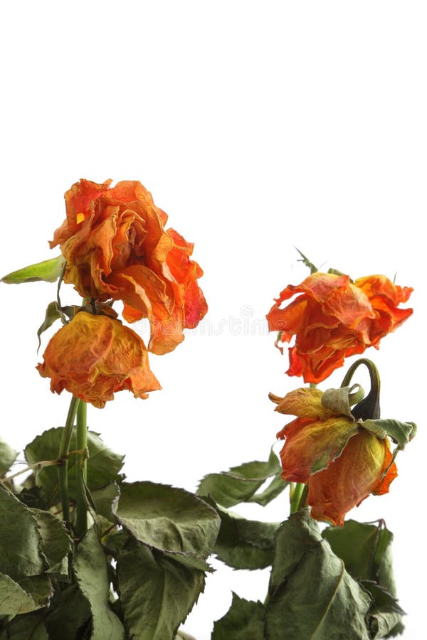 Withered roses stock photo. Image of orange, leaf, close - 12845534