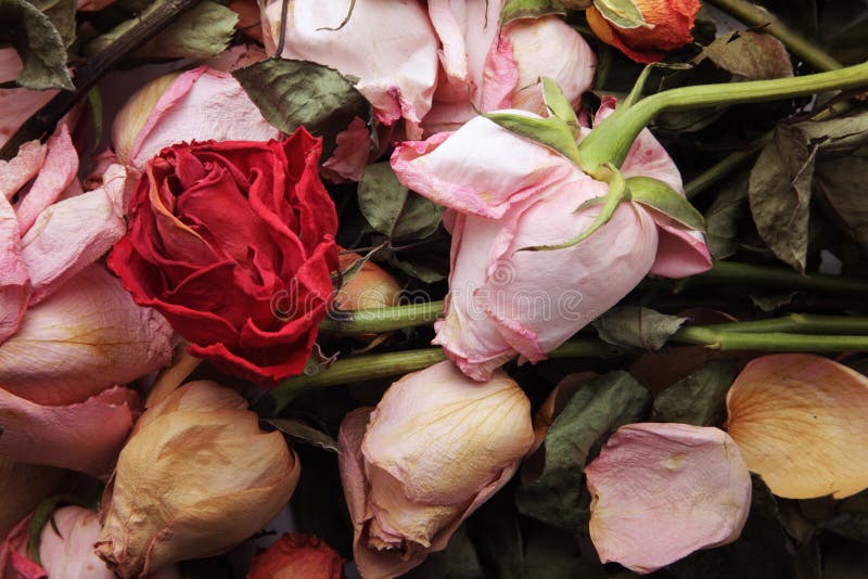 Withered roses stock photo. Image of beautiful, wither - 13162006