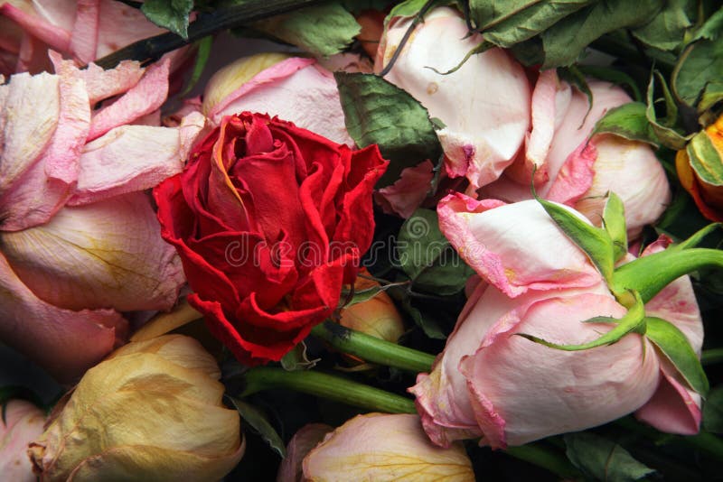 Withered roses stock image. Image of petals, droop, stalk - 13249063
