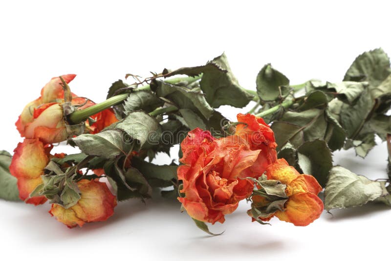 Withered roses stock image. Image of dead, fall, decay - 14745051