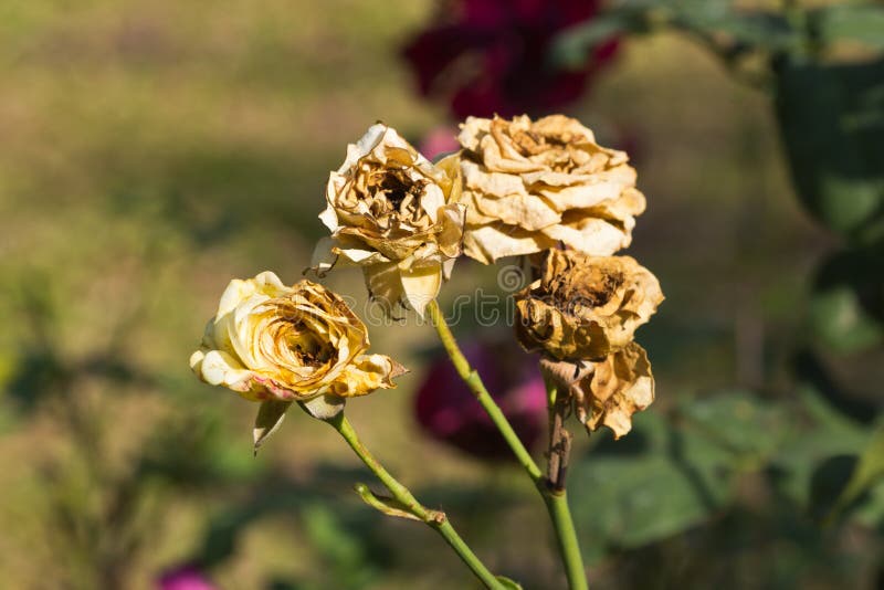 Withered Roses stock photo. Image of arid, drought, wilt - 29632584