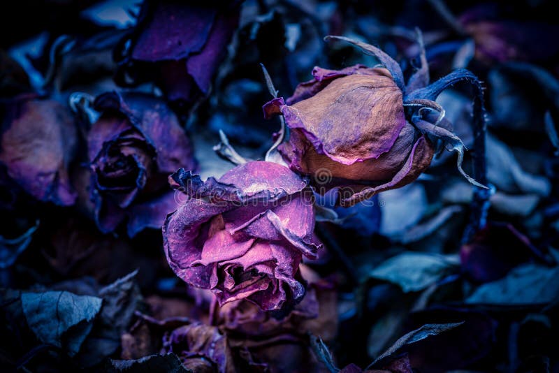 Withered Roses, Abstract Background Stock Image - Image of macro ...