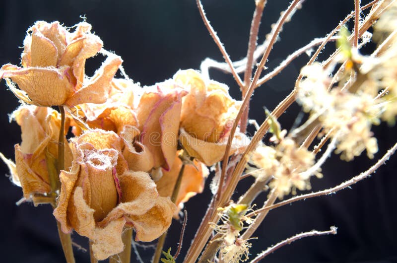 Withered roses stock image. Image of dust, roses, plant - 157930857