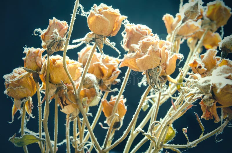 Withered roses stock image. Image of leaf, stem, closeup - 159836467