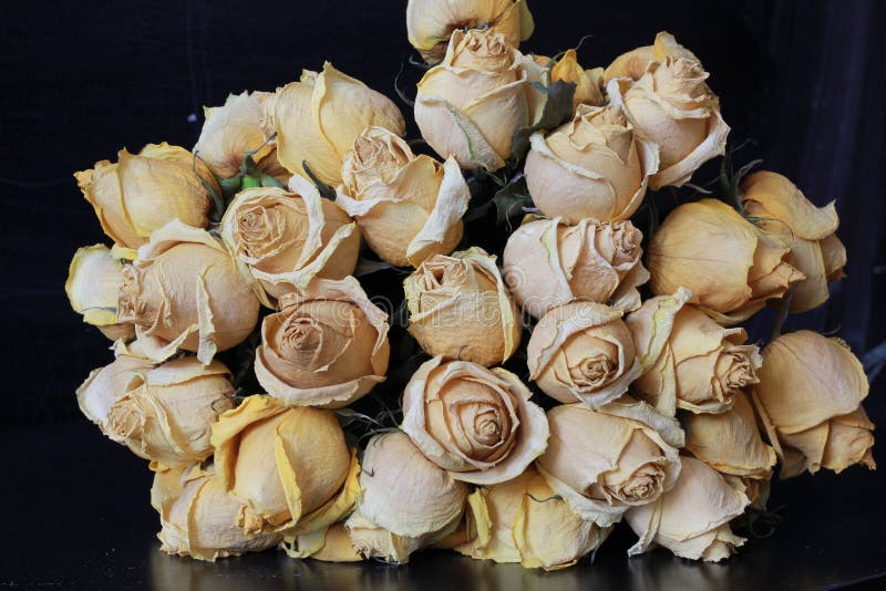 Withered roses stock photo. Image of roses, rose, bouquet - 102612296