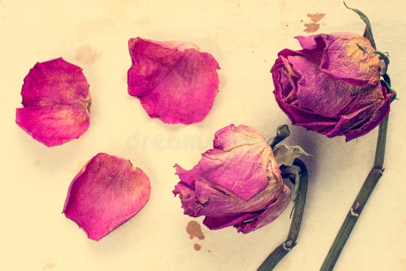 Withered Roses with Fallen Petals Stock Illustration - Illustration of ...