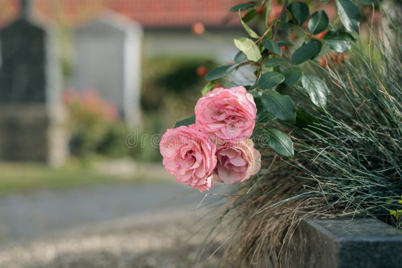 Withered Roses on a Graveyard in Late Fall. Stock Photo - Image of fall ...