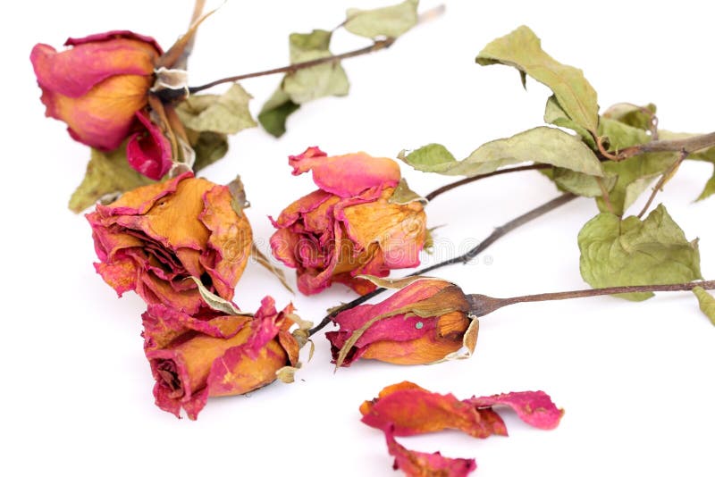 Withered roses stock image. Image of vegetable, nature - 43012051