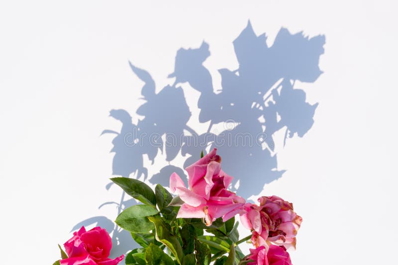 Roses Pink Flowers with Leaf and Gray Shadows on a White Background ...