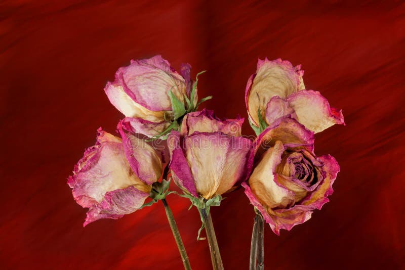Withered roses stock image. Image of vegetable, nature - 43012051