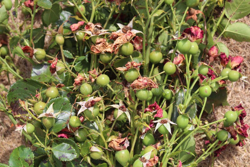 Withered roses stock photo. Image of garden, witheredroses - 255966388