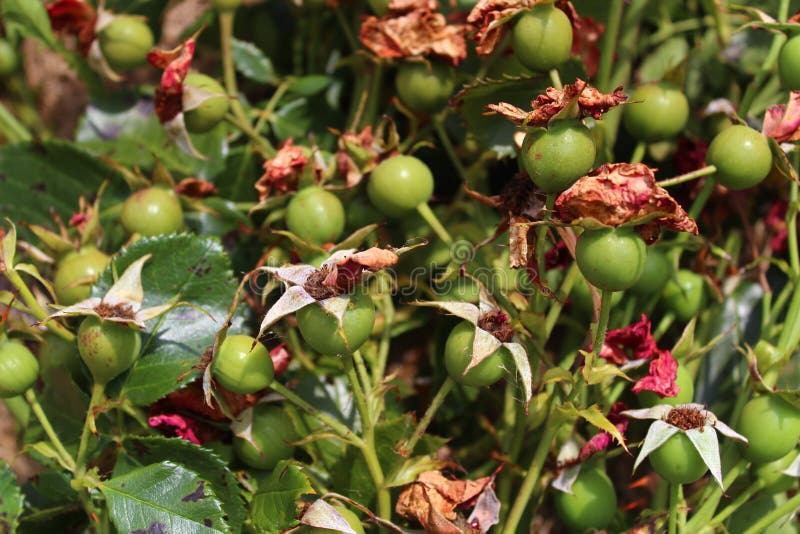 Withered roses stock photo. Image of nature, rosegarden - 255966468