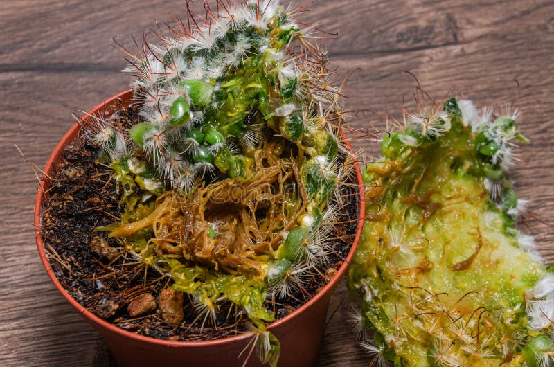 Withered Rotten Cactus Flower in a Pot Stock Image - Image of succulent ...