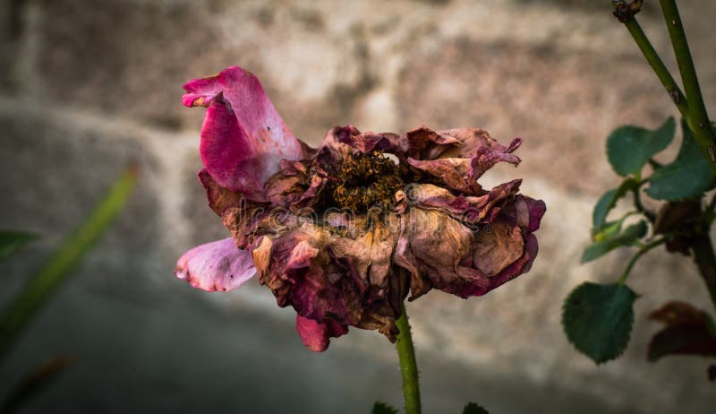 Whitered Rouse Stock Photos - Free & Royalty-Free Stock Photos from ...