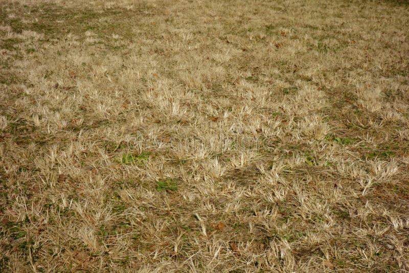 Withered and sad lawn stock image. Image of weed, plant - 167949413