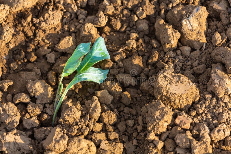 Withered Sappling Plant in the Soil Stock Image - Image of withered ...