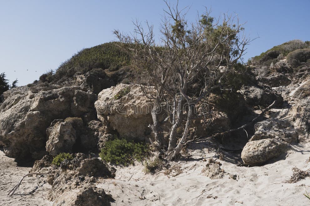 Withered Small Cypress Trees in Sandy Terrain with Single Rocks Stock ...