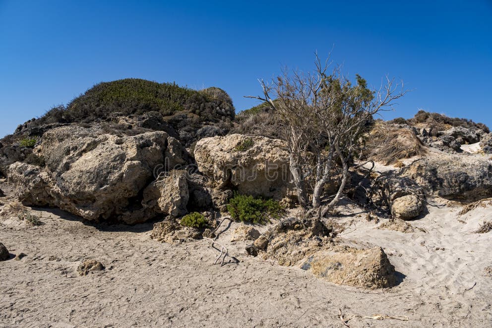 Withered Small Cypress Trees in Sandy Terrain with Single Rocks Stock ...