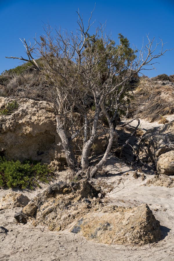 Withered Small Cypress Trees in Sandy Terrain with Single Rocks Stock ...