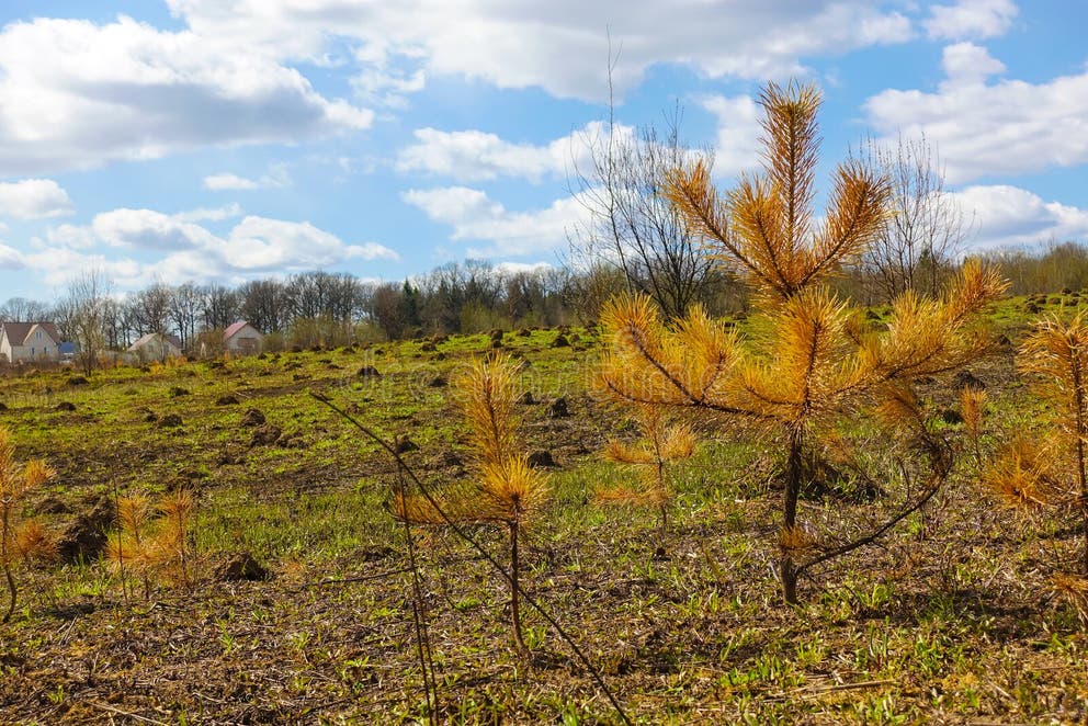 Withered Small Tree. Fir Tree with Yellow Needles Stock Image - Image ...