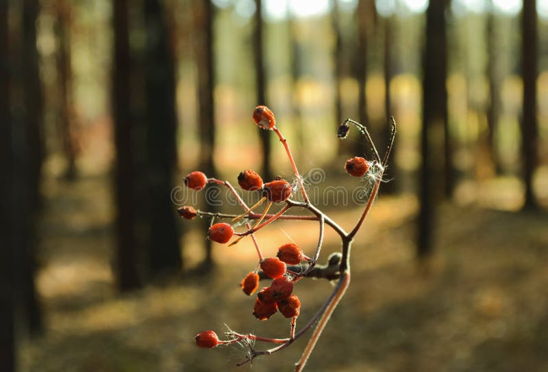 Withered Small Wild Apples in the Forest on a Curved Branch Stock Image ...