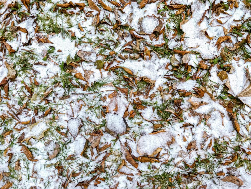 Snow-covered Leaves on the Ground after Snowfall. Closeup Top View ...