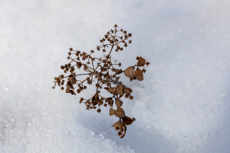 Withered and Spirea Stem Poking through Snow Stock Photo - Image of ...