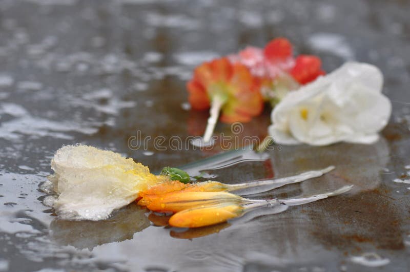Withered Spring Flowers with Ice Stock Photo - Image of closeup, blue ...