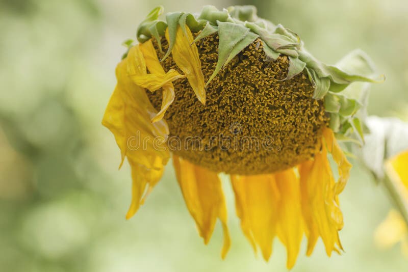 Withered Sunflower Disc Close Up Stock Photo - Image of close, flowers ...