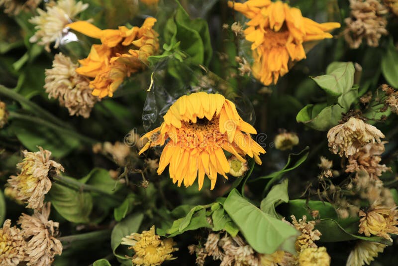 A withered flower bouquet stock photo. Image of bloom - 12605374