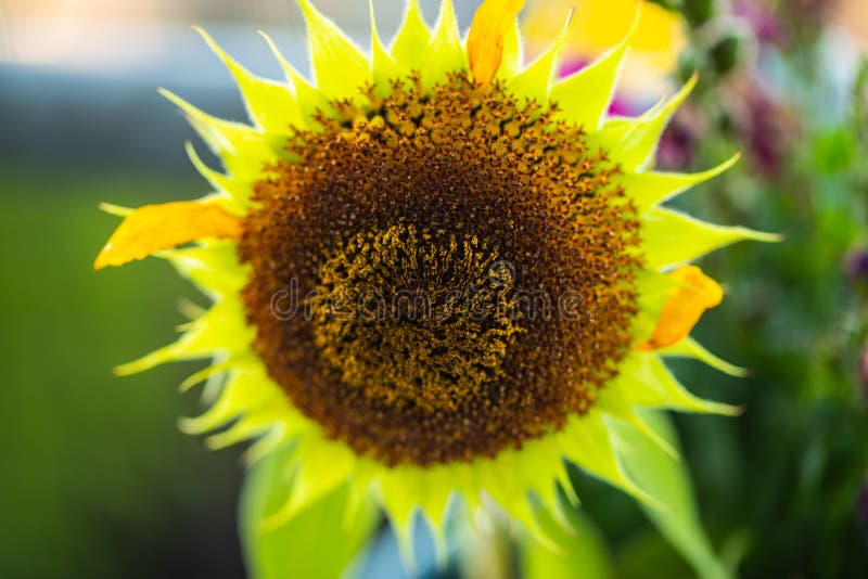 540 Sad Sunflower Photos - Free & Royalty-Free Stock Photos from Dreamstime