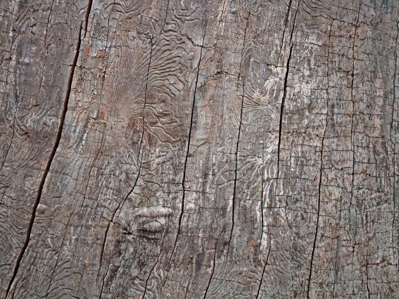 Withered Surface of Old Tree without Bark Stock Image - Image of rustic ...