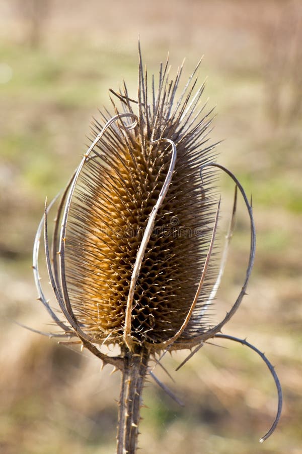 Withered Thistle Flower in Winter, Filled with Snow Against Snow Stock ...
