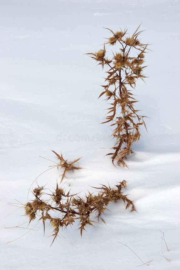 Withered Thistle in Snow at Mount Ararat Slopes, Turkey Stock Photo ...