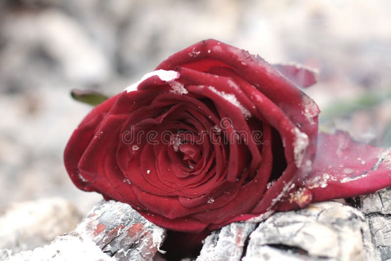 Withered thrown red rose. stock image. Image of decorating - 134713347