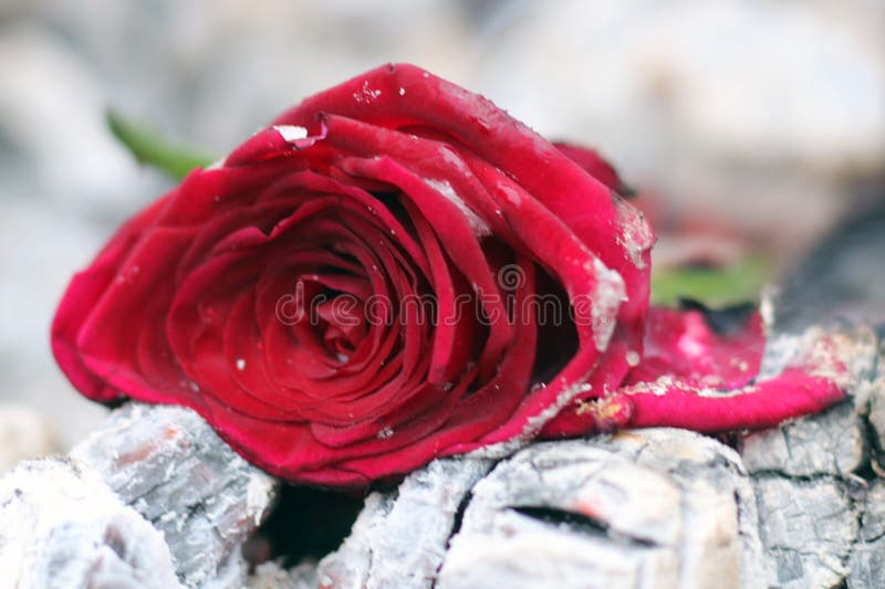 Withered thrown red rose. stock image. Image of gift - 134713313